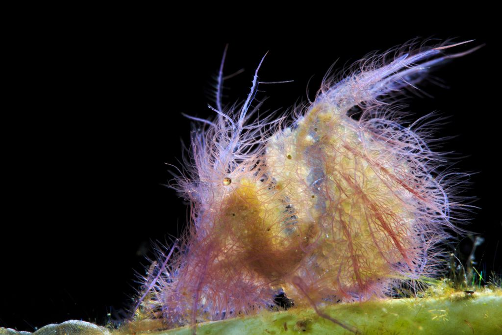 Deep Blue Sea: Winning Underwater Photographs | Live Science