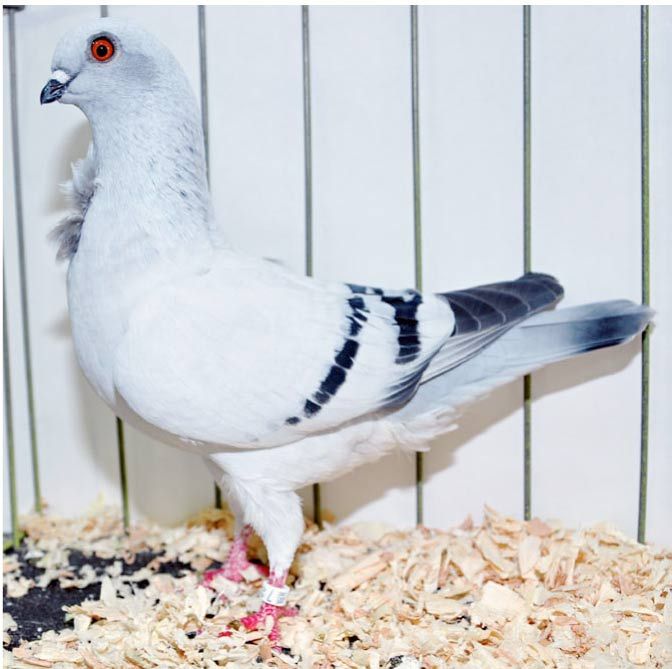 In Photos: Pigeons Show Off Their Fancy Hairdos | Live Science