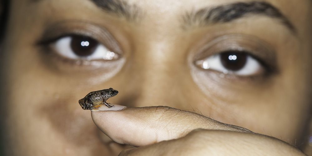 So Tiny! Miniature Frog Species Are Among World's Smallest (Photos ...