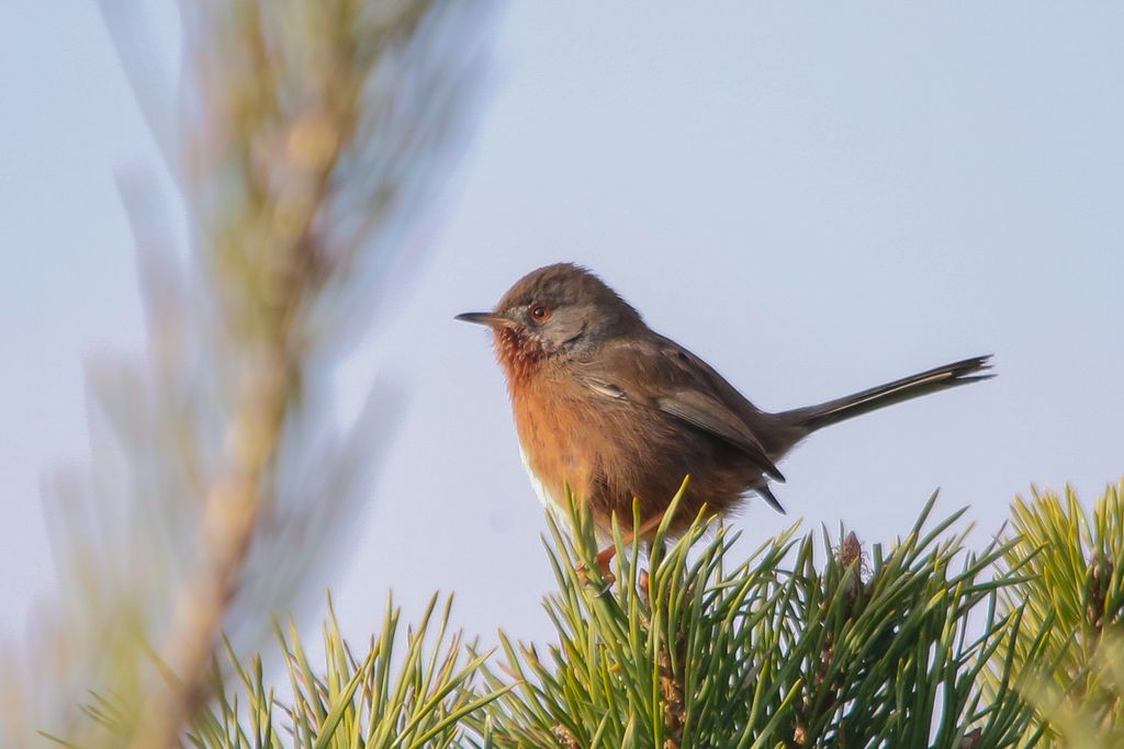 Springwatch 2023: release date, presenters and locations | What to Watch