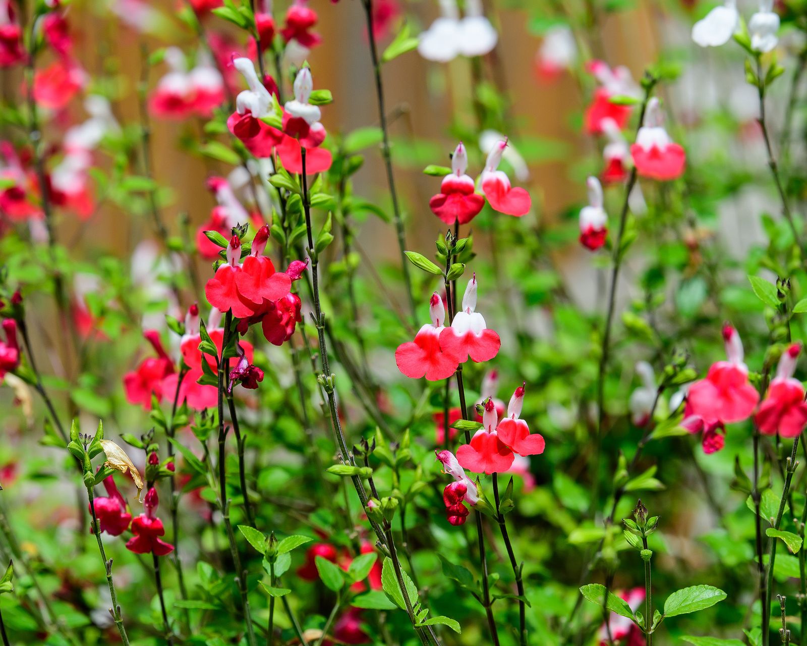8 Longest-Flowering Perennials That Bloom Spring To Fall | Gardening ...
