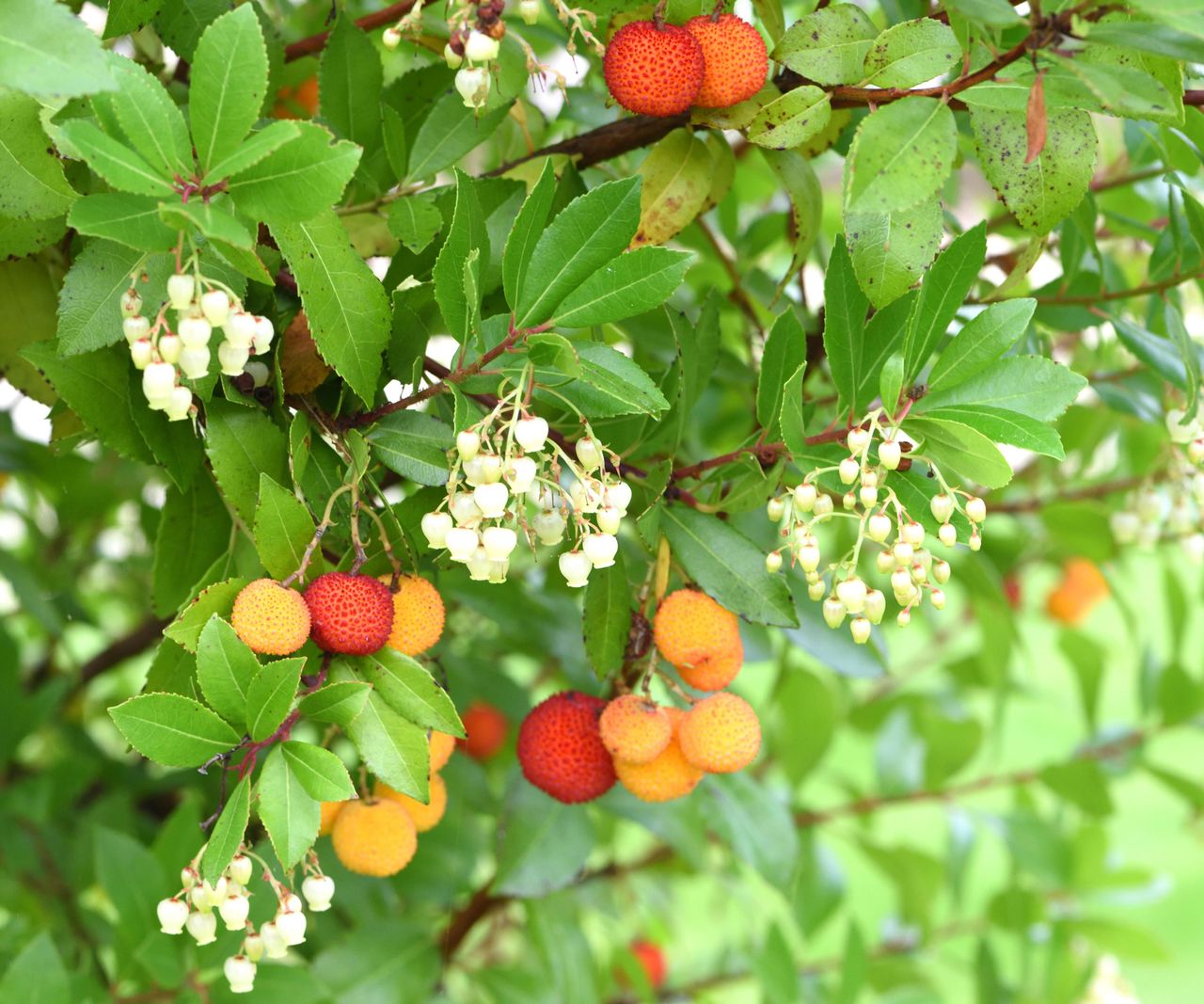 Best low-maintenance trees to make a backyard look expensive | Homes ...