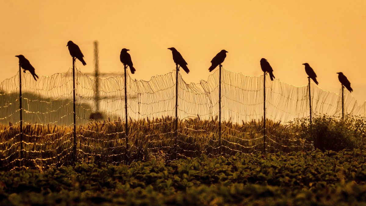 A line of crows, a burning car, and more | The Week