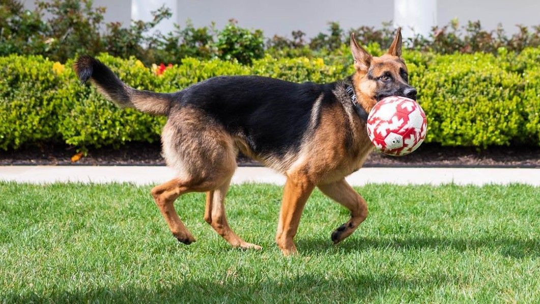 Joe Biden’s dog Commander is growing up fast and loving life at the ...