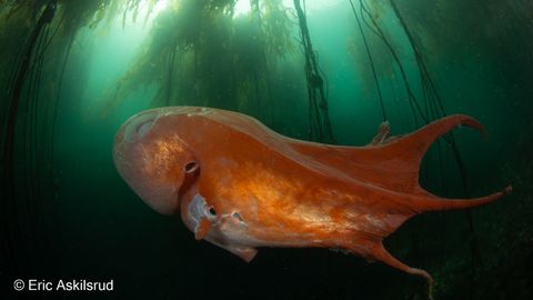 See extremely rare photos of alien-looking '7-arm octopus' spotted near ...