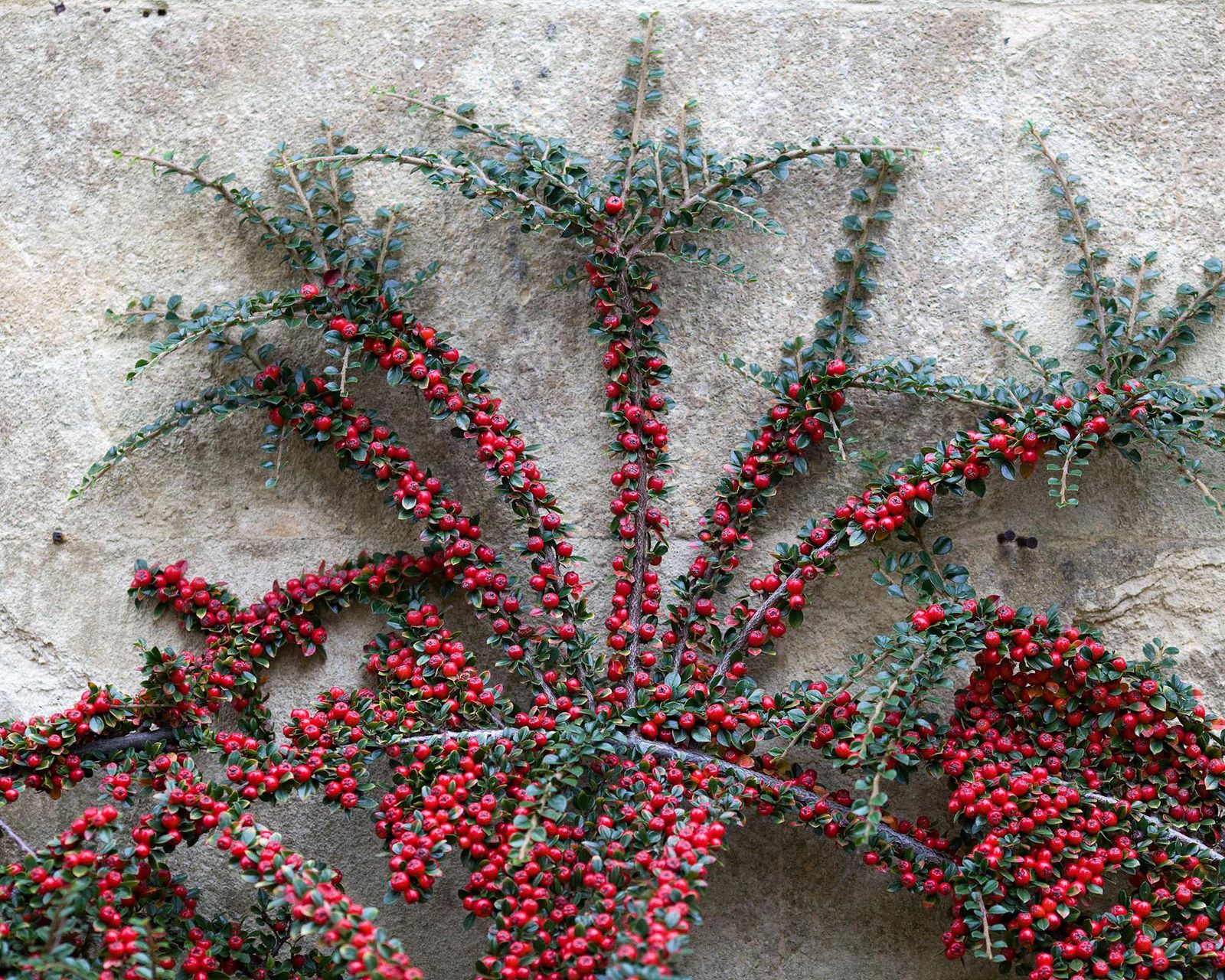 Cotoneaster care and growing guide: expert advice | Homes and Gardens