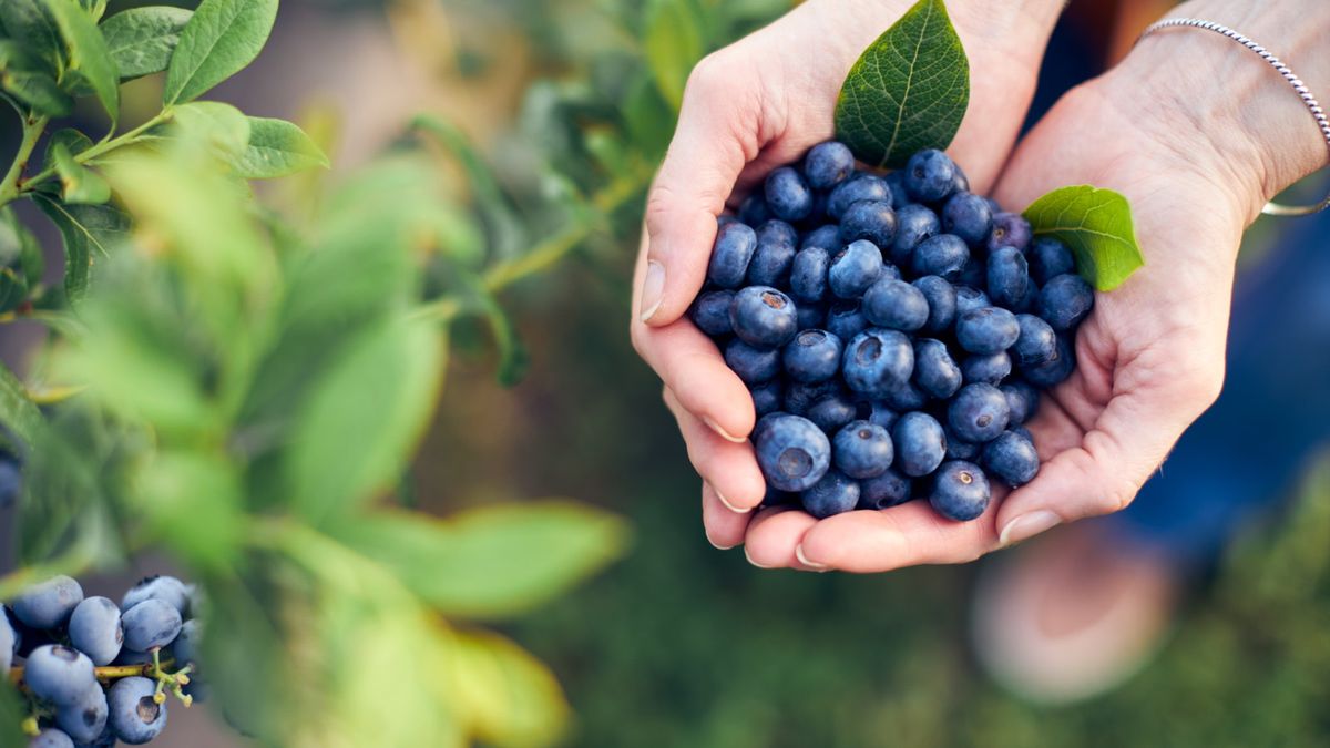 When and how to harvest blueberries successfully | Homes and Gardens