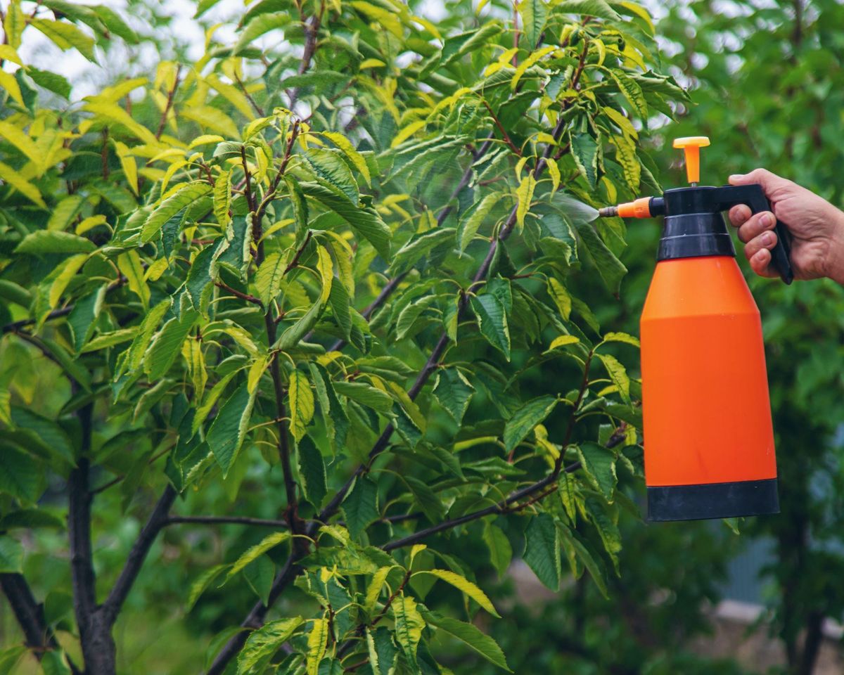 Peach Tree Spray - When To Spray Peach Trees For Bugs | Gardening Know How