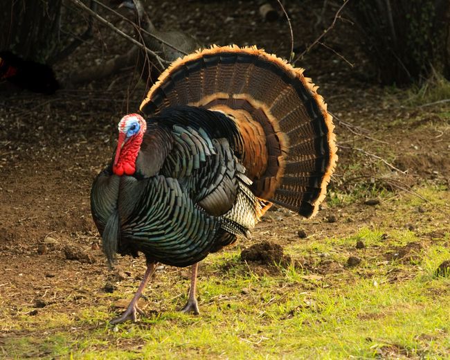 10 terrific turkey facts | Live Science