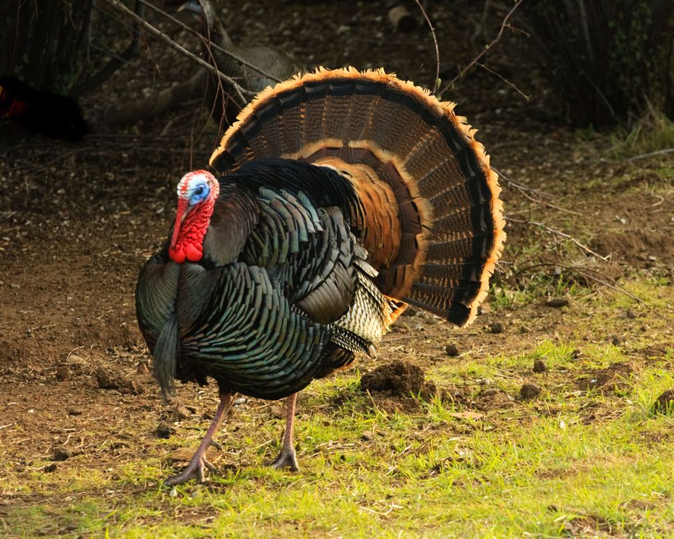 10 terrific turkey facts | Live Science
