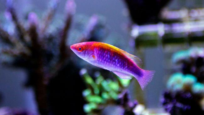 What is the most colorful animal on Earth? | Live Science