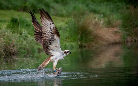 5 tips to capture great bird in flight photography | Digital Camera World