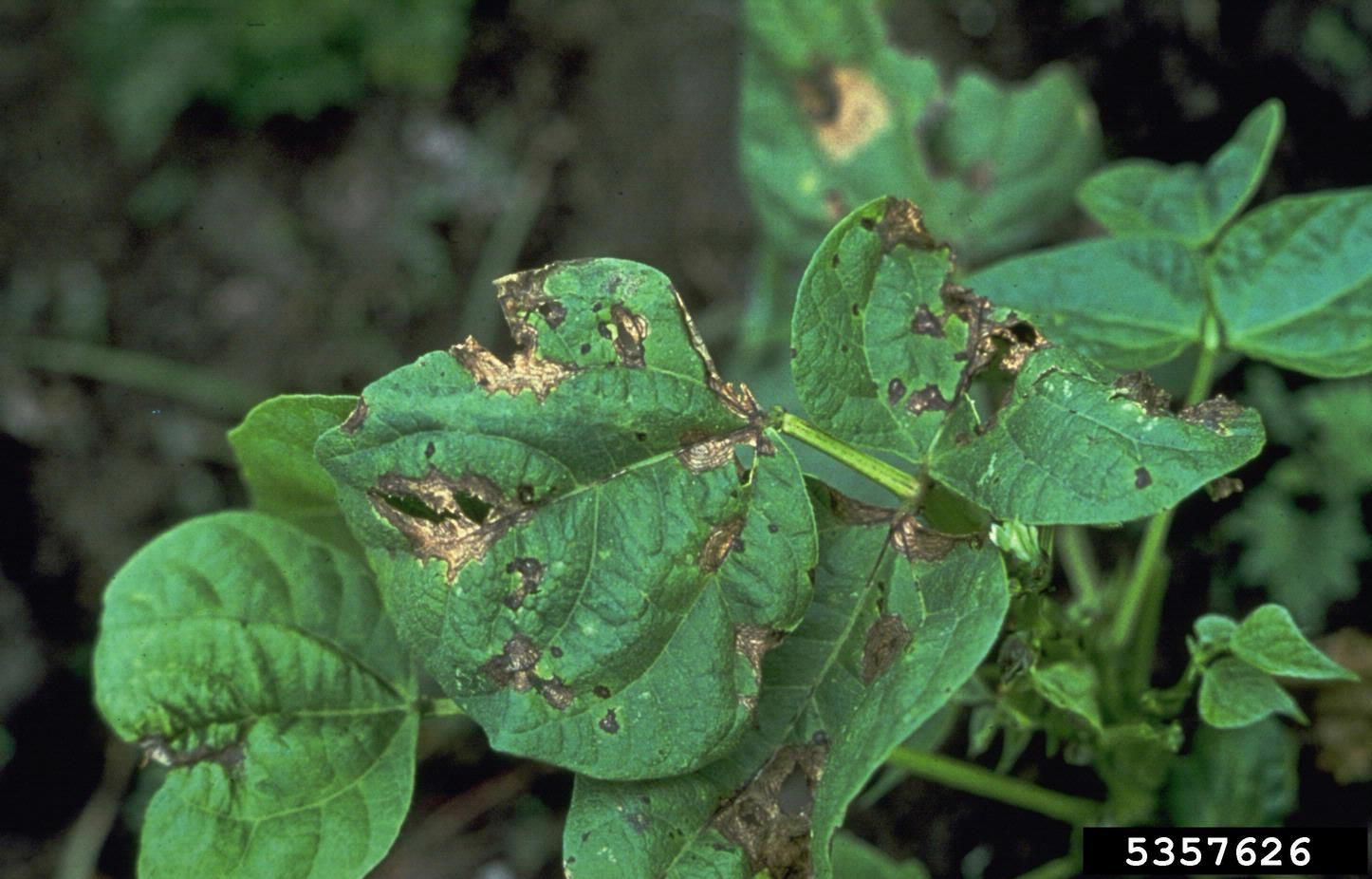 What Is Phoma Blight – Tips For Identifying And Treating Phoma Blight ...