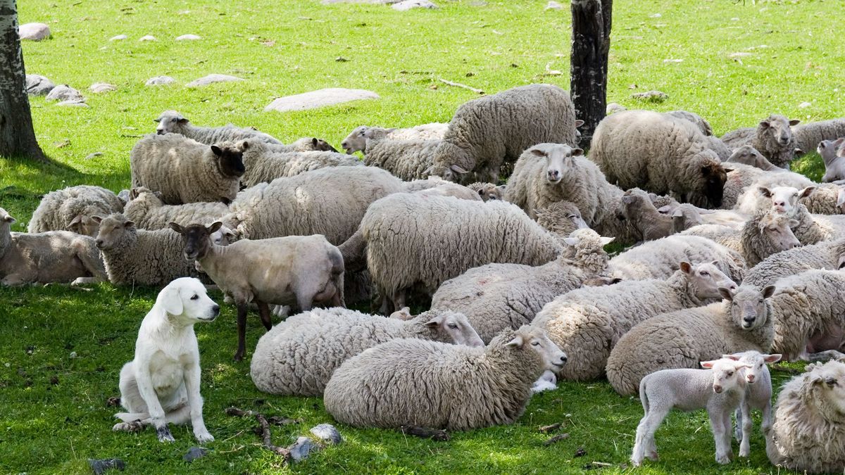32 best dog breeds for life on the farm | PetsRadar