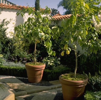 Growing fruit in pots: how to plant and care for container grown fruit ...