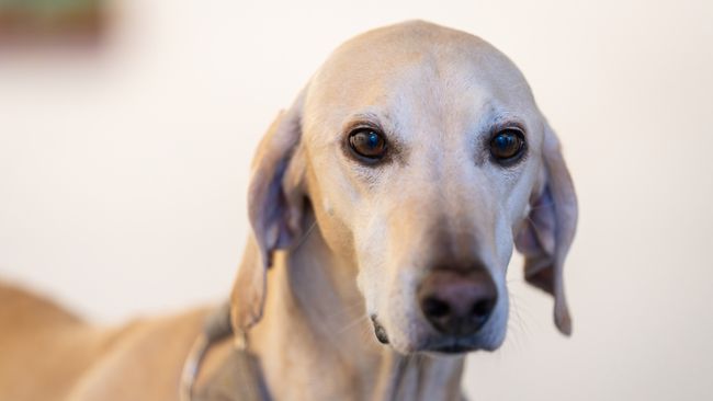 The fastest dog breeds – and their top speeds | PetsRadar