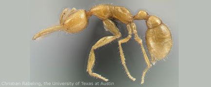 Insects - News and Scientific Articles on Live Science | Live Science