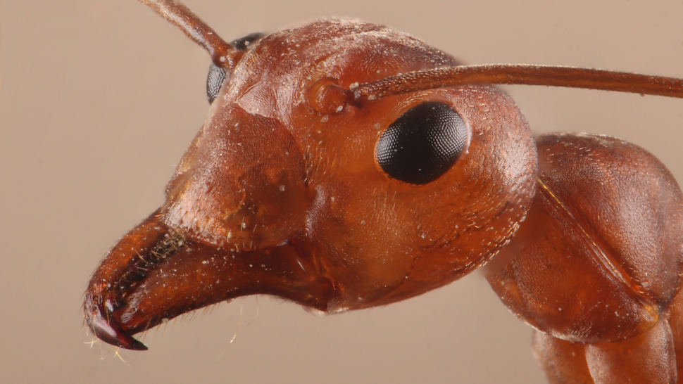 The zombie ants that die gruesome deaths fit for a horror movie | Live ...