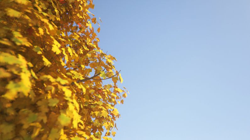 Speed up your 3D workflow with new collection of CG foliage | Creative Bloq