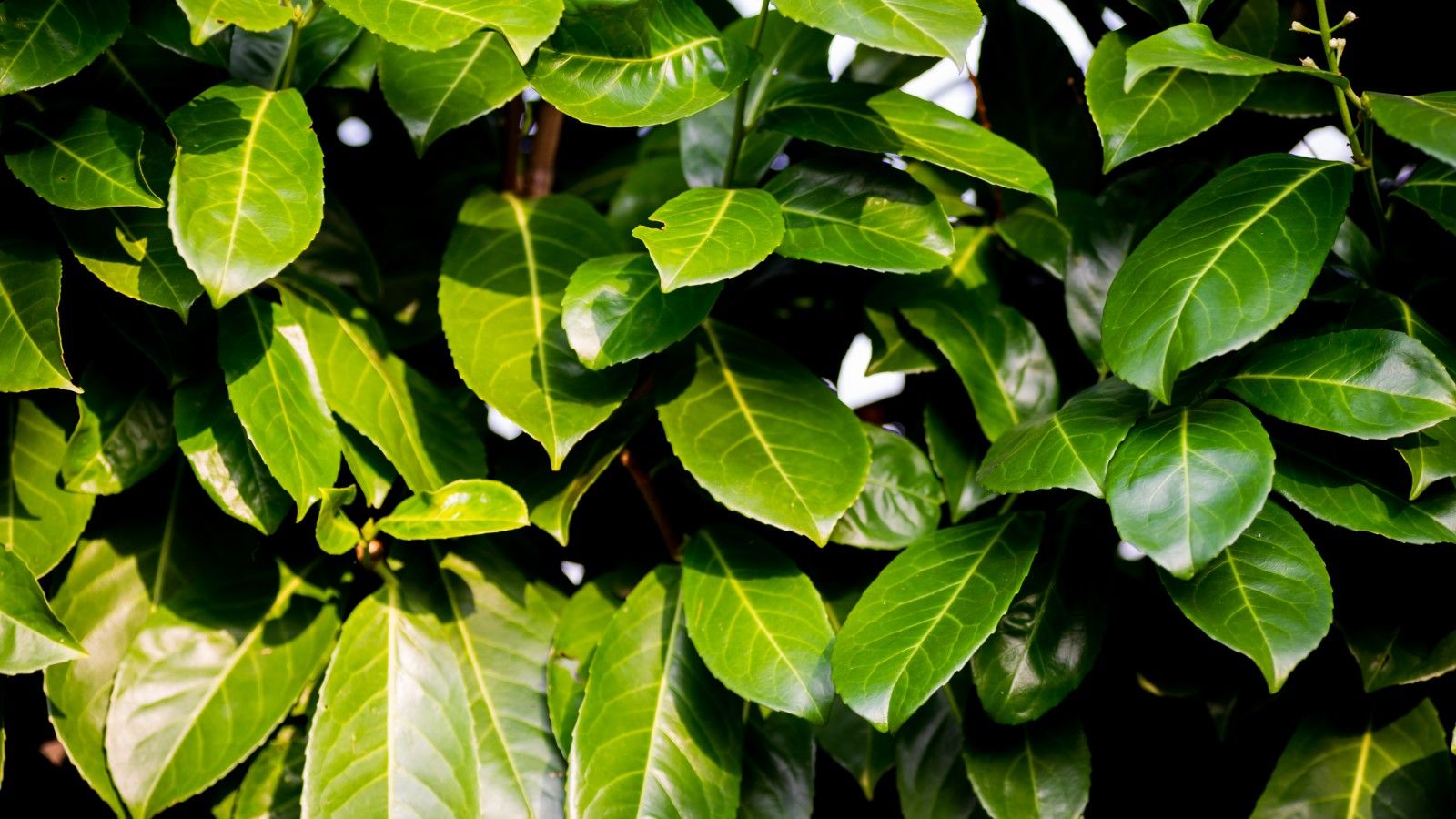 How and when to prune laurel: keep its growth in check | Homes and Gardens
