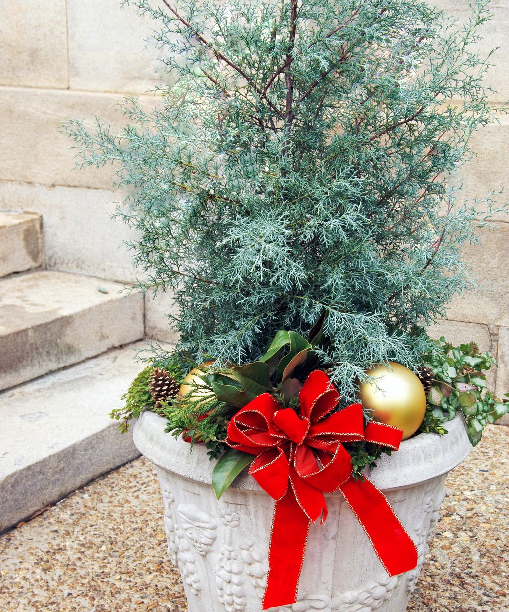 DIY Holiday Porch Pot Ideas: 12 Plants For A Magical Display ...