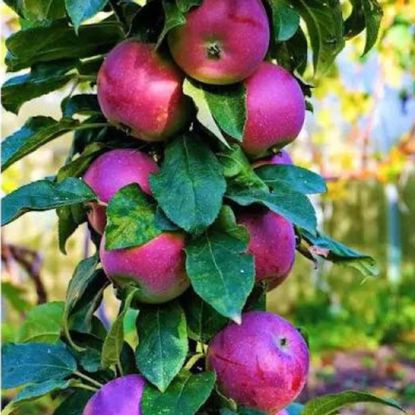 7 of the Best Fruit Trees for Privacy | Livingetc