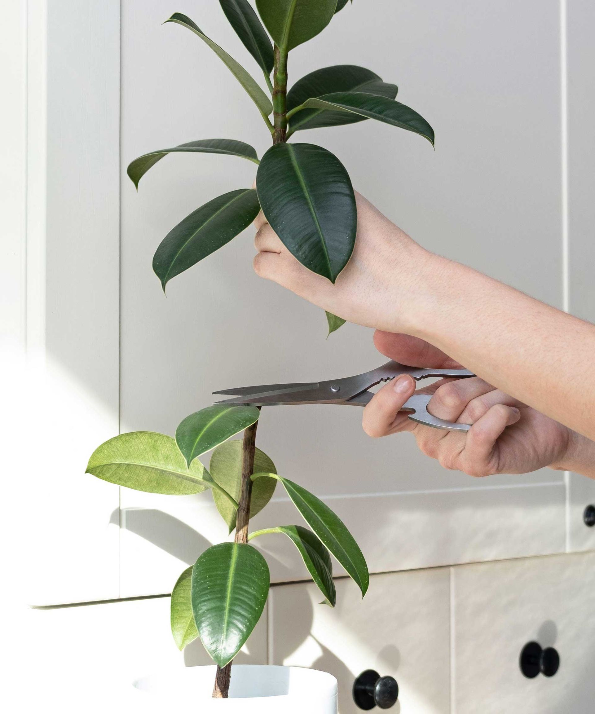 How to propagate a rubber plant: a step-by-step guide | Homes and Gardens