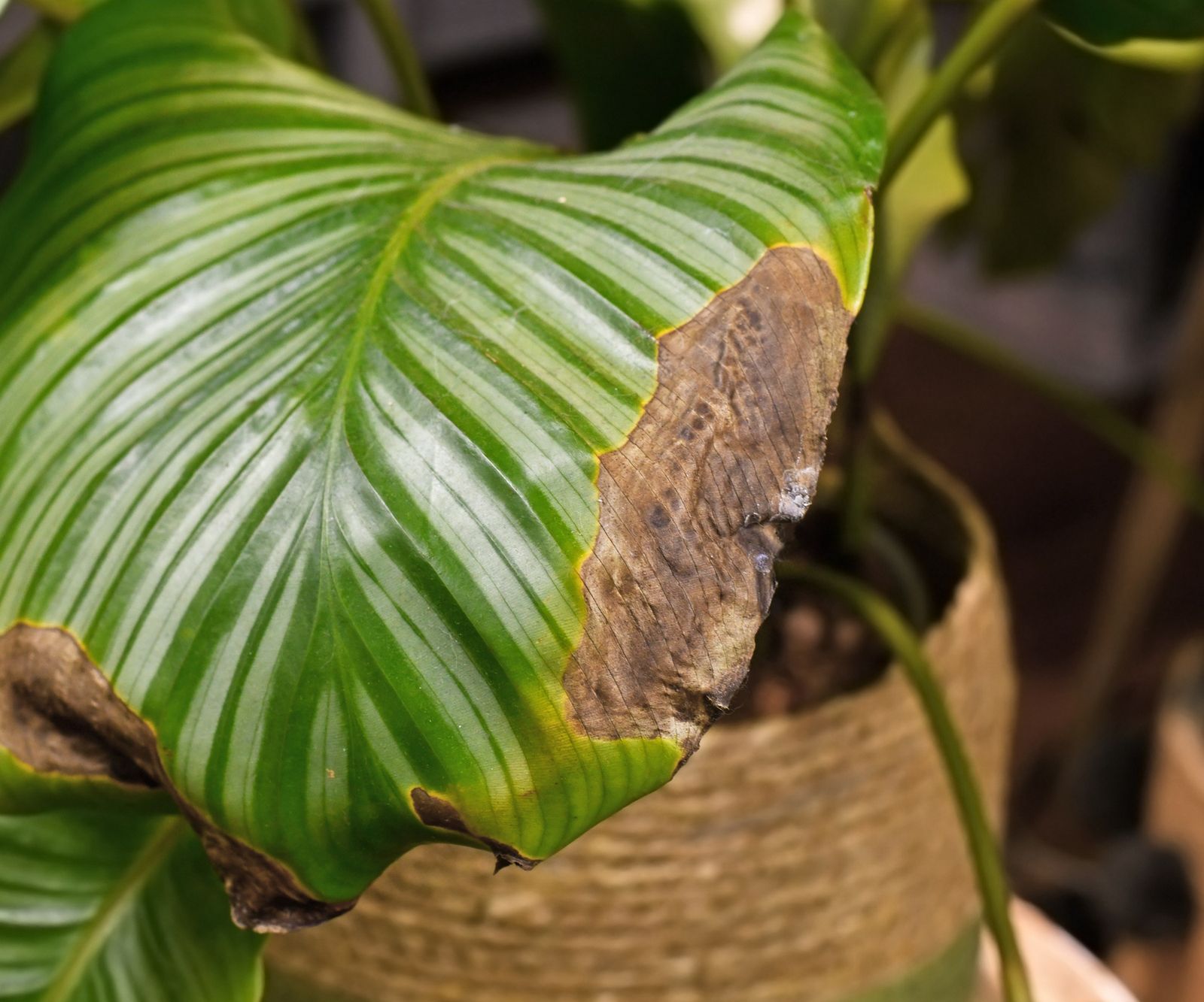How to water calatheas correctly and common errors to avoid | Homes and ...