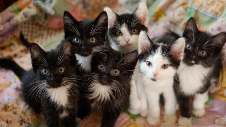 How to fix three common kitten behavior problems | PetsRadar