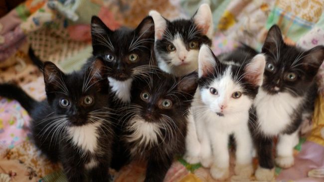 How to fix three common kitten behavior problems | PetsRadar