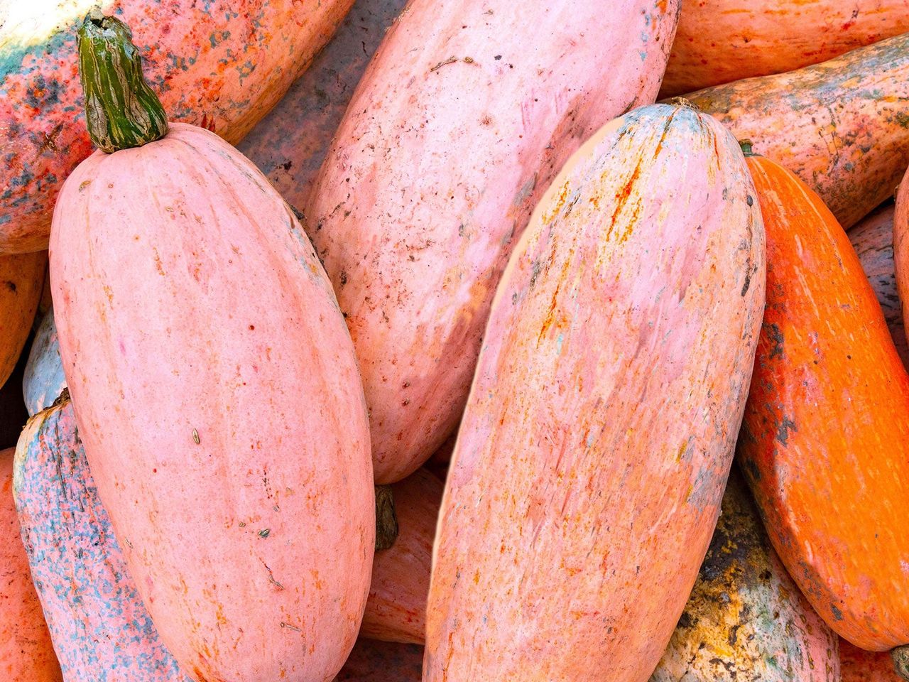 Sweetest Squash Varieties: 6 Of The Best For Every Edible Garden ...