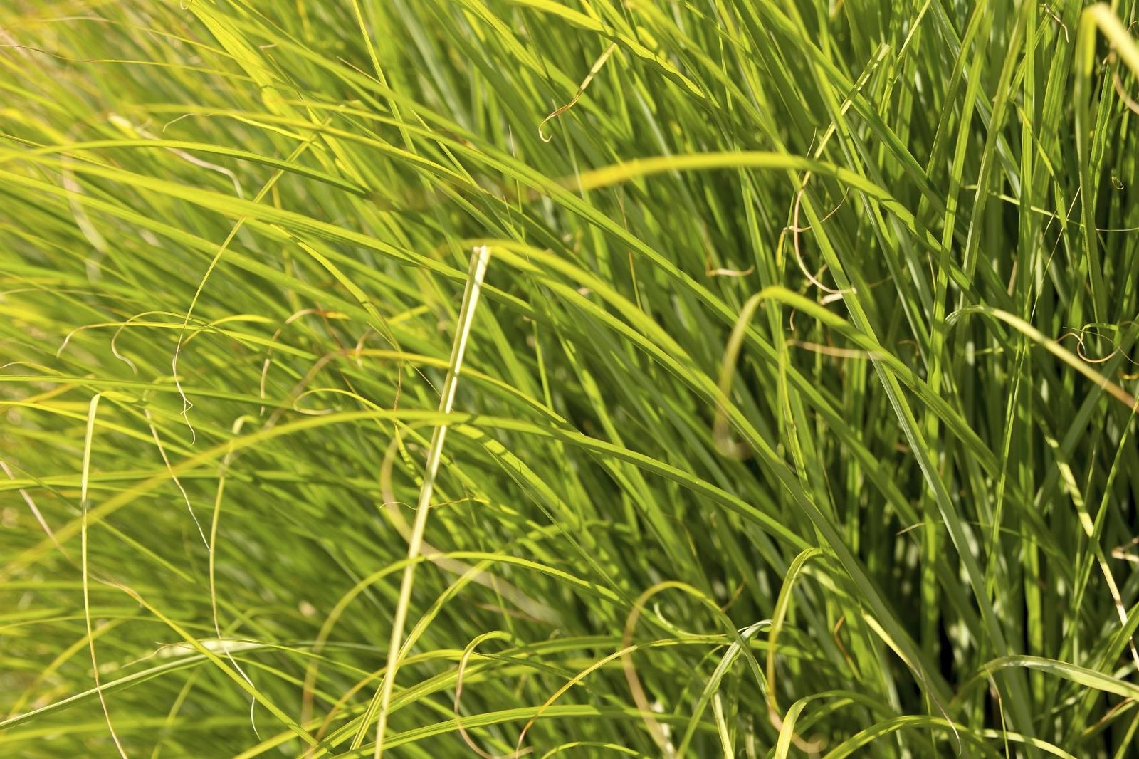 Prairie Dropseed Facts - How To Care For Prairie Dropseed Grass ...