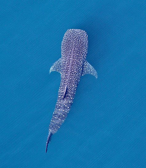 Images: Sharks & Whales from Above | Live Science