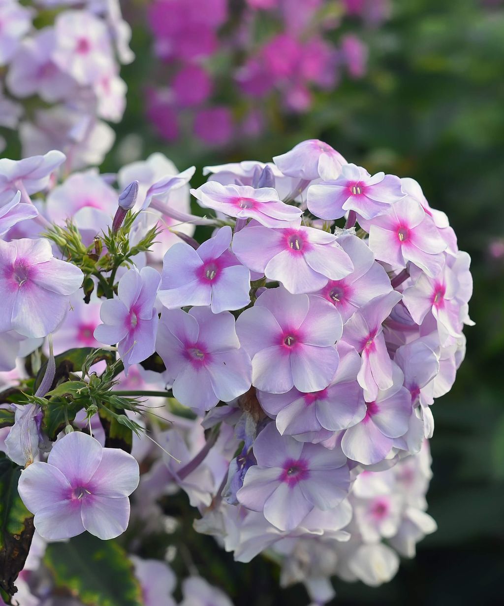 How to grow phlox - get success with different varieties | Homes and ...