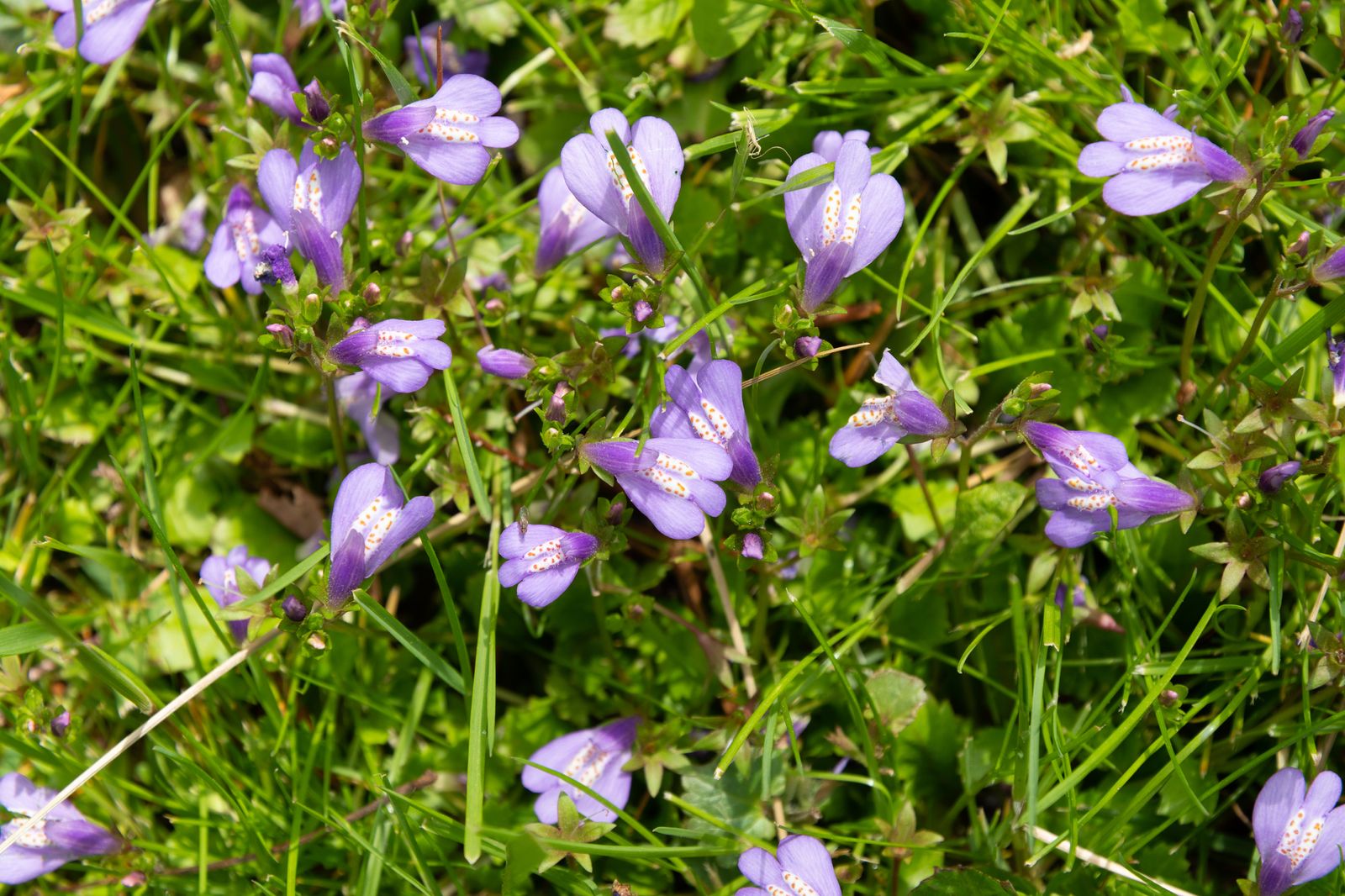 6 walkable groundcover plants that are perfect for paths | Livingetc