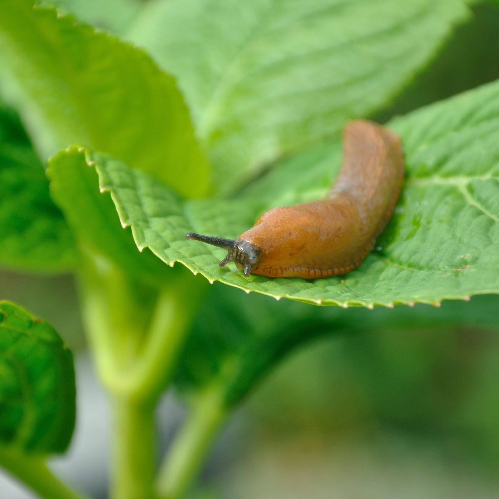 12 tricks for how to get rid of slugs naturally | Ideal Home