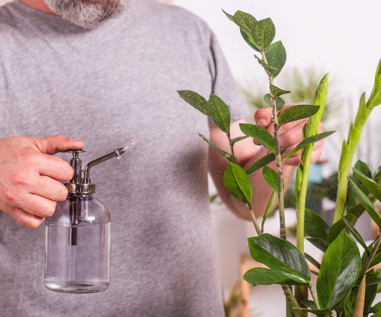How to increase humidity for indoor plants: 5 expert methods | Homes ...