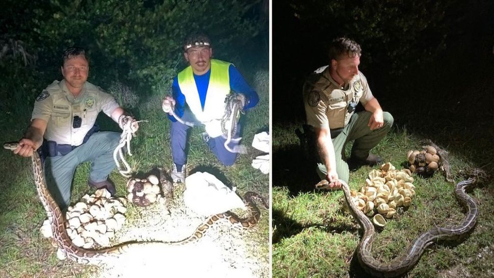 19 python babies and their massive mom nabbed in Florida nursery raid ...