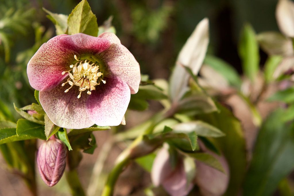 Lenten Rose Care - Tips For Growing Lenten Rose In Your Garden ...