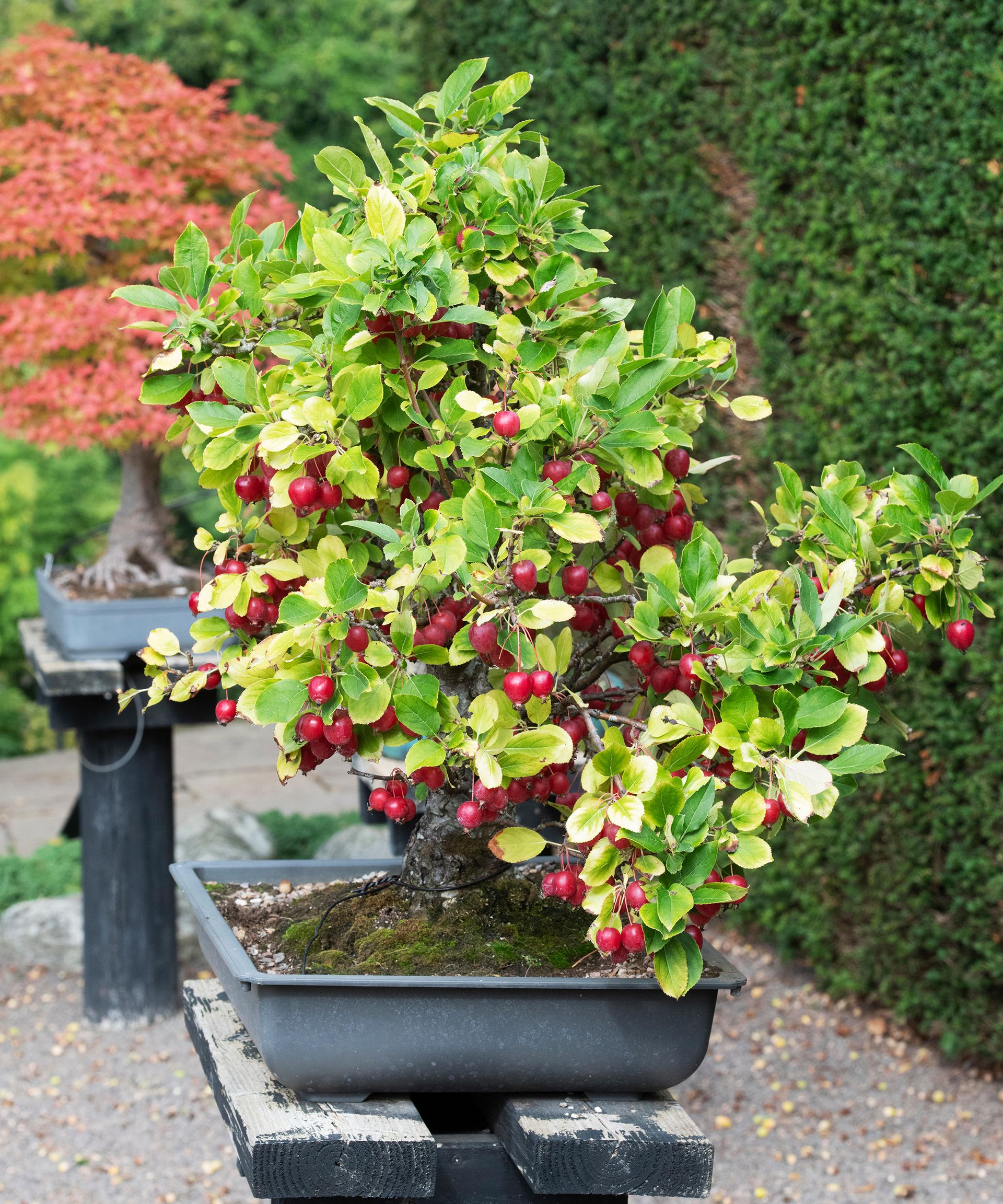 7 Unique Bonsai Trees You Should Grow For A Stunning, One-Of-A-Kind ...