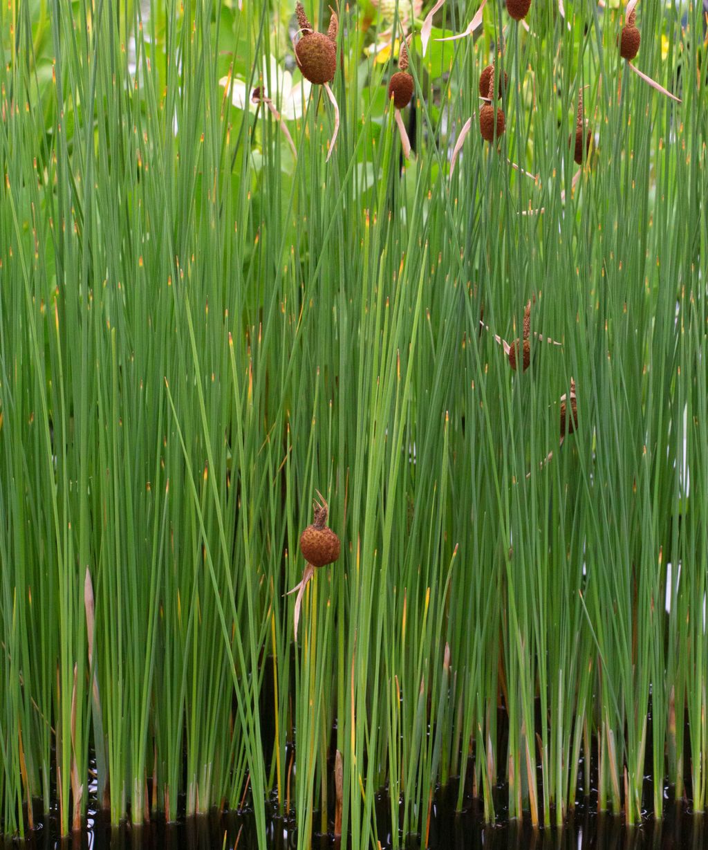 Best water garden plants: enhance your water feature | Homes and Gardens