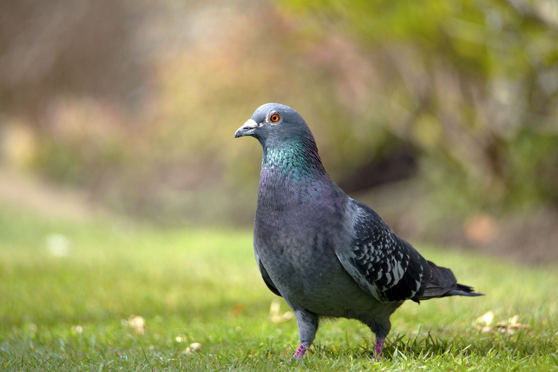 Whose coos are whose? The five types of pigeon you’ll see in Britain ...