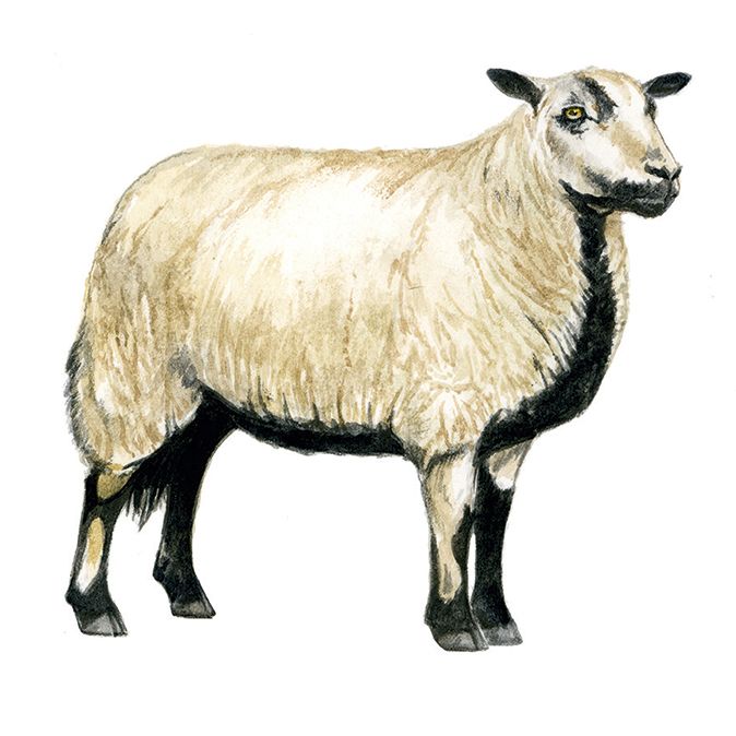 21 native British sheep breeds and how to recognise them | Country Life