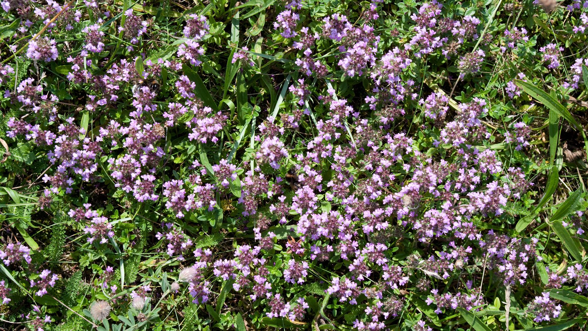 Patchy lawn? Consider planting it with this herb, says Arthur Parkinson ...