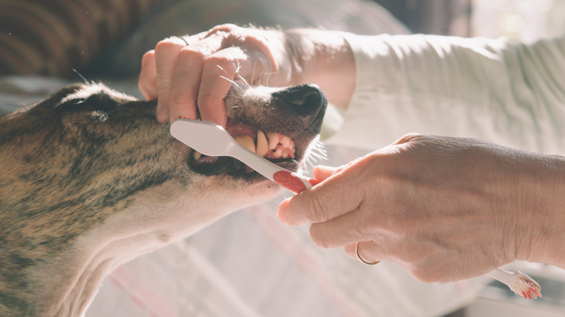 What should you do with a loose dog tooth? | PetsRadar