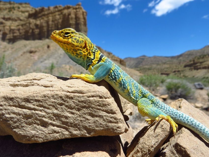 In Photos Flashy Collared Lizards Of The North American Deserts Live