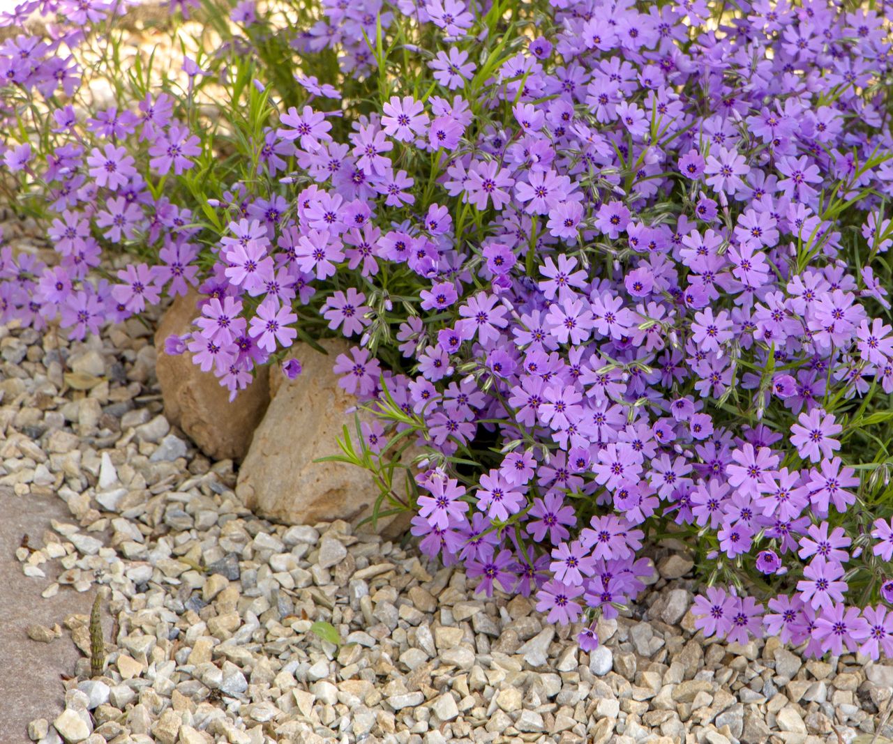 Best cascading plants: 5 joyful plants for pots and retaining walls ...
