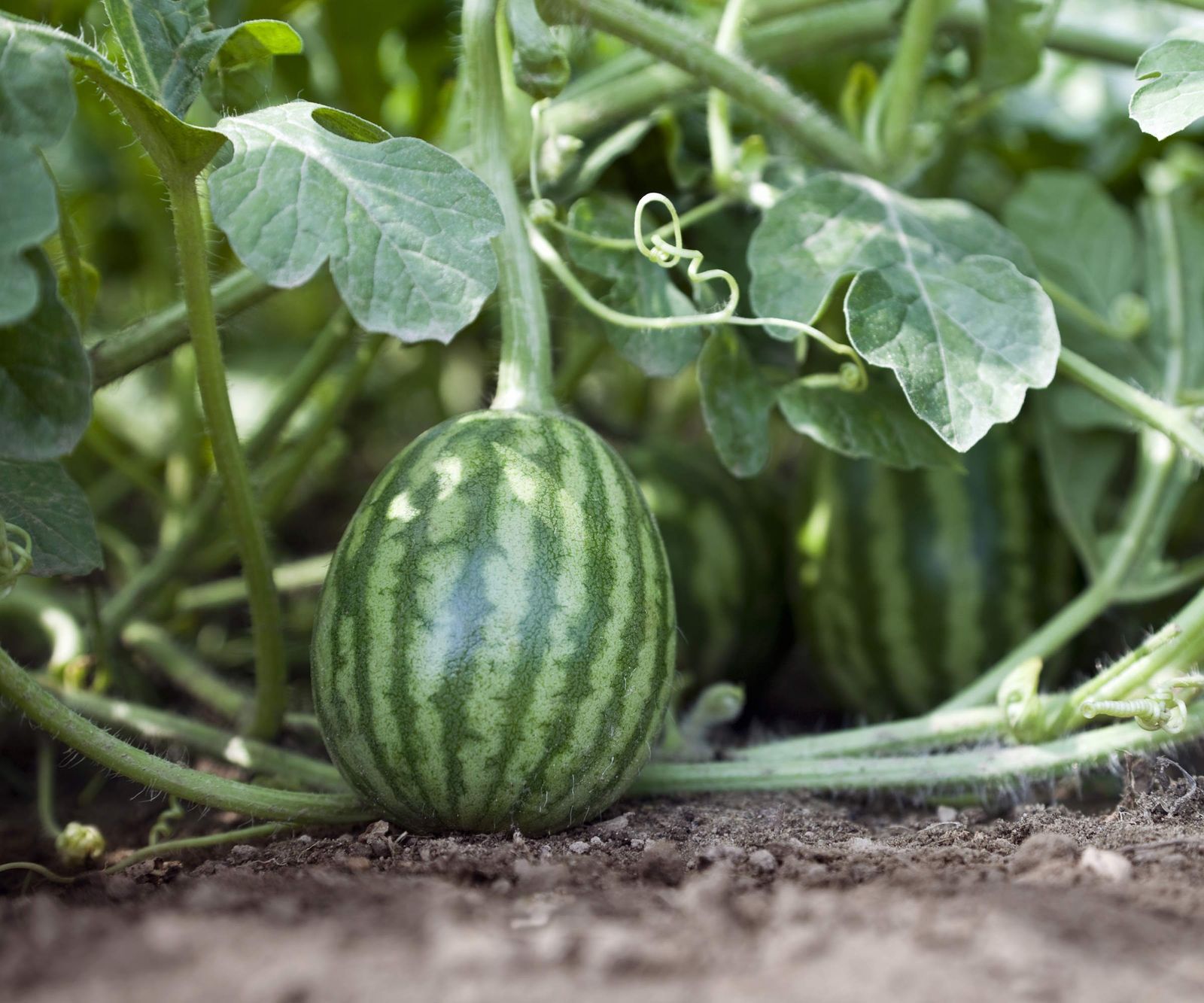 How to prune watermelon plants to grow in a small space | Homes and Gardens