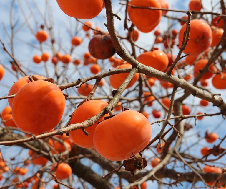 How to plant persimmon seeds: pro growing tips | Homes and Gardens