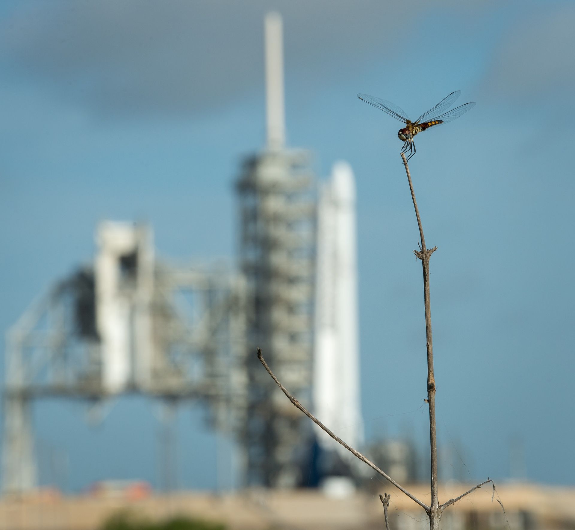 Dragonfly, Meet Dragon: Timely Photo Juxtaposes Insect with SpaceX ...